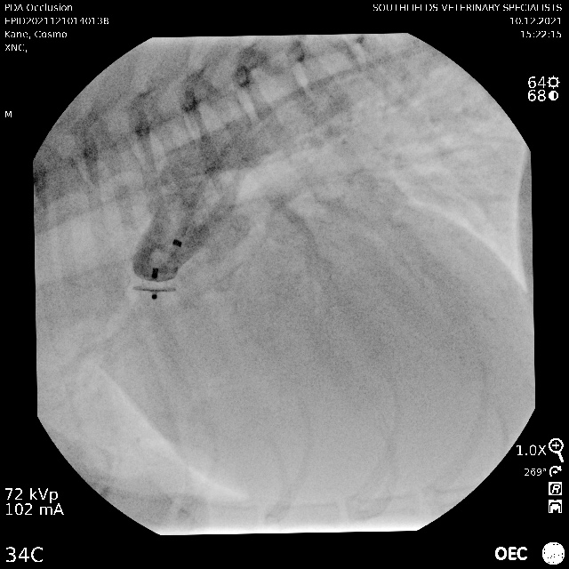 Cockapoo Cock-A-Hoop After Life-Saving Surgery At Southfields - Southfields