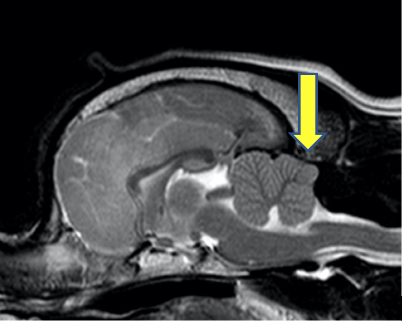 Cerebellar Abiotrophy in Dogs - Southfields