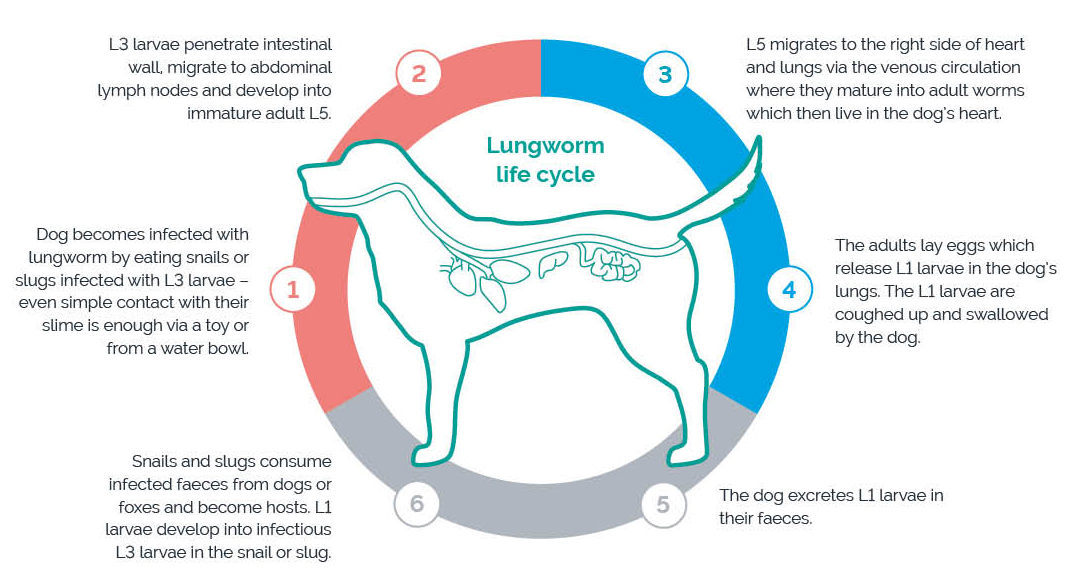 Lungworms - Southfields