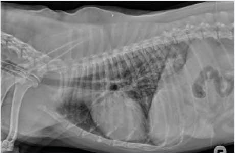 Lungworms - Southfields