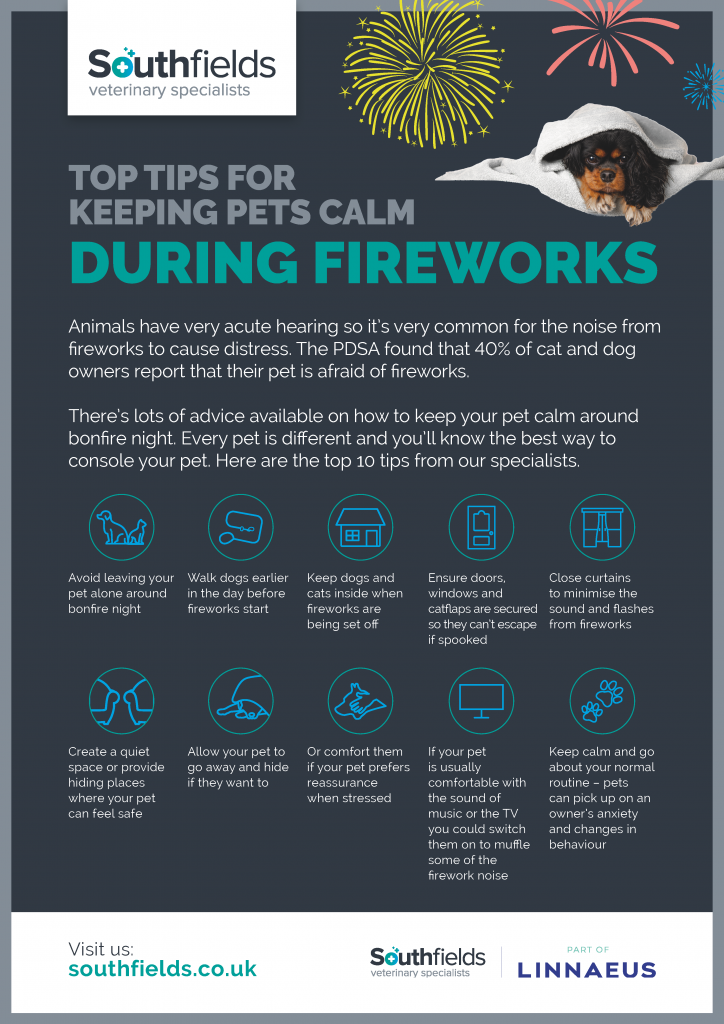 Keeping your pet calm during fireworks - Southfields