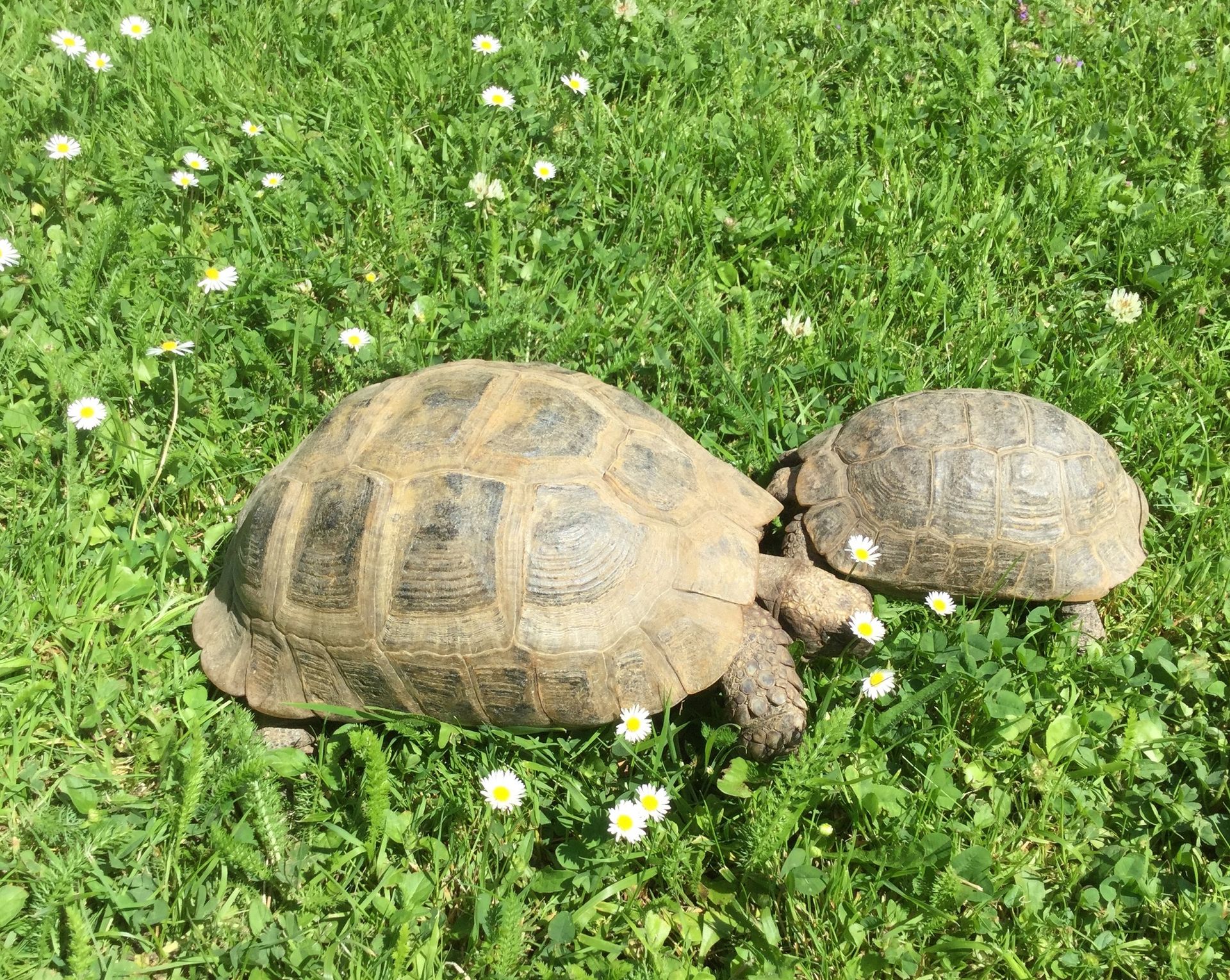 Tortoise Owner Shell-Shocked by Vet Diagnosis - Southfields
