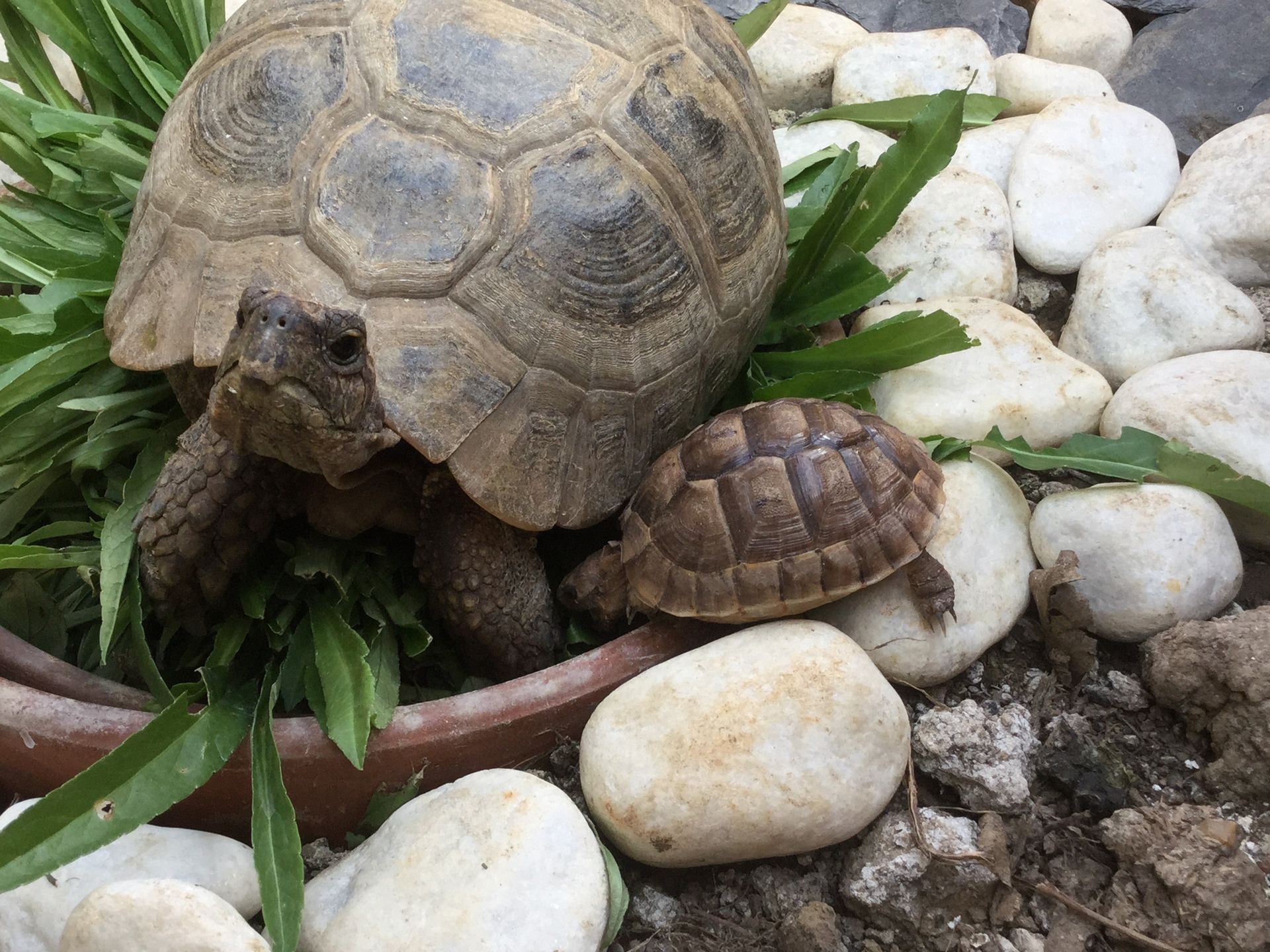 Tortoise Owner Shell-Shocked by Vet Diagnosis - Southfields