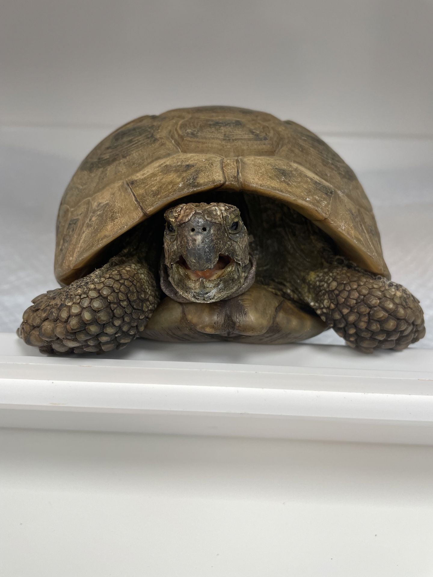 Tortoise Owner Shell-Shocked by Vet Diagnosis - Southfields