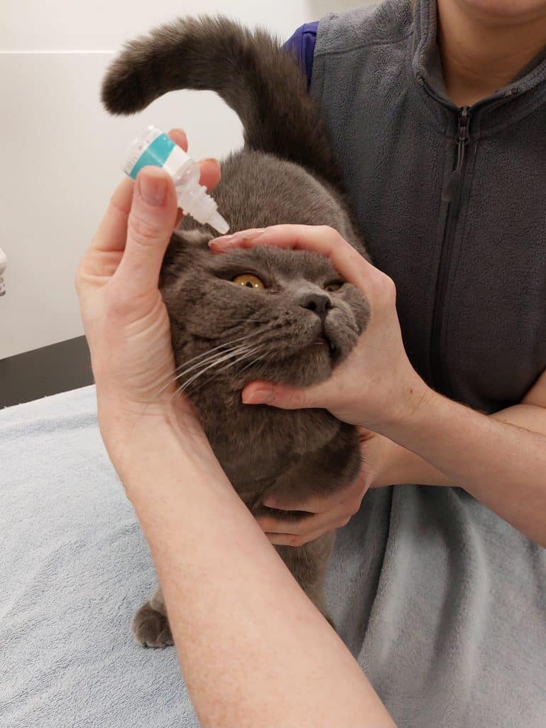 Administering Eye Drops to Your Cat - Southfields