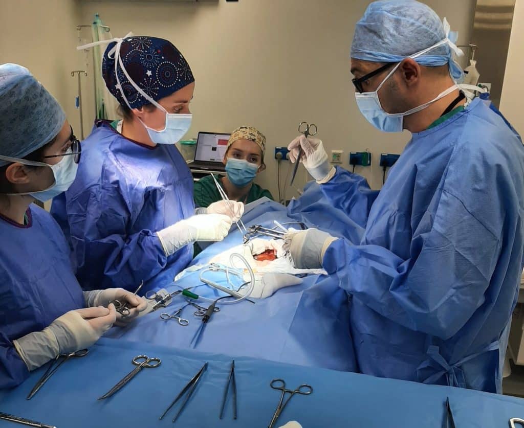 Pioneering pacemaker surgery at Southfields saves life of cat - Southfields