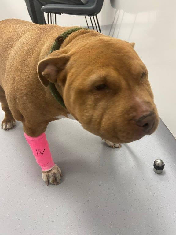 Staffy back to full health | Internal Medicine | Southfields Hospital