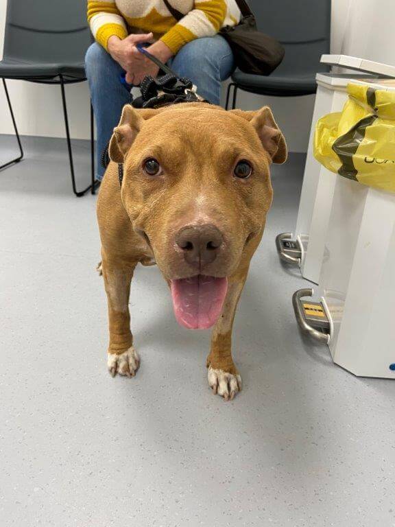 Staffy back to full health | Internal Medicine | Southfields Hospital