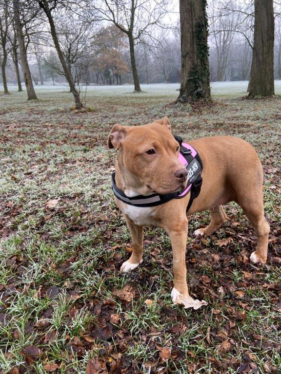 Staffy back to full health | Internal Medicine | Southfields Hospital