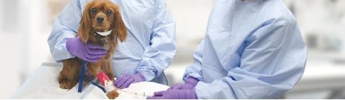 Canine T-cell lymphoma - Southfields