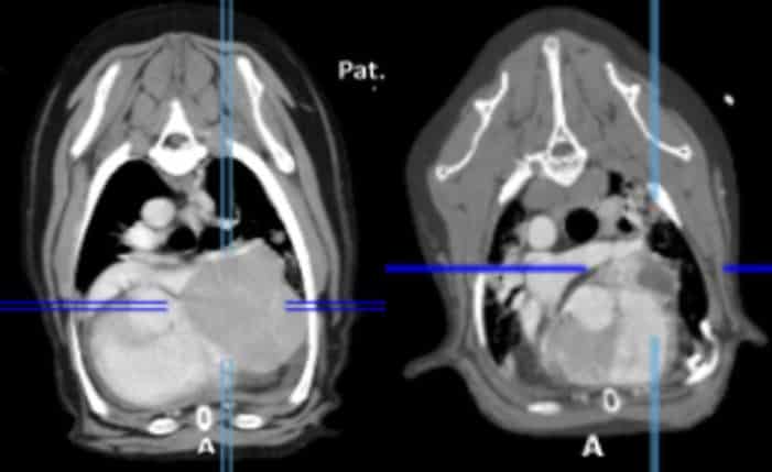 Radiotherapy for Chemodectoma (Heart Based Tumours) - Southfields