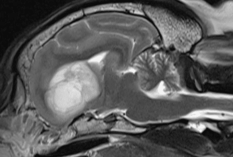 Radiotherapy for Brain Tumours In Dogs - Southfields