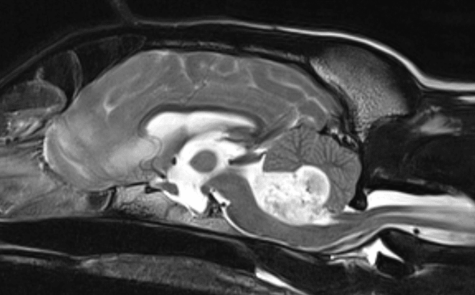 Radiotherapy for Brain Tumours In Dogs - Southfields