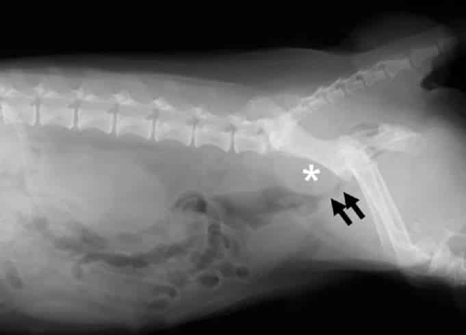 Radiotherapy for Apocrine Gland Anal Sac Adenocarcinoma (ASAGA ...