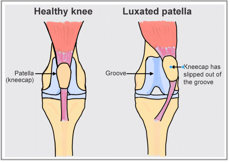 Patellar Luxation - Southfields