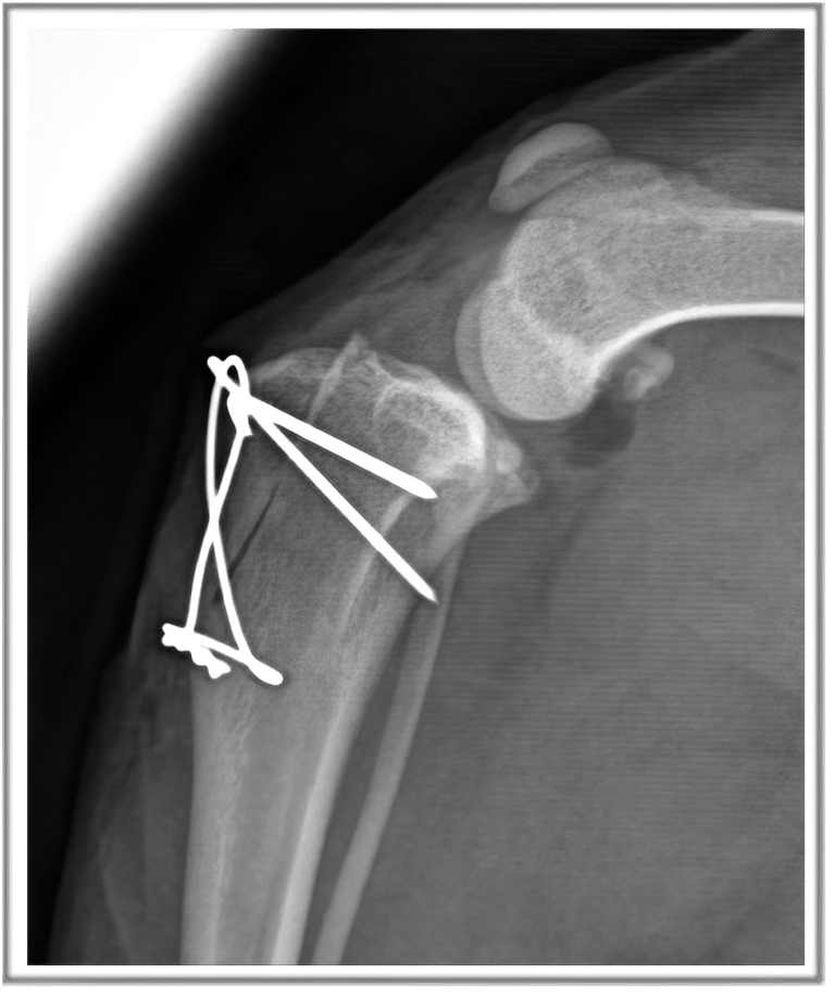 Patellar Luxation - Southfields